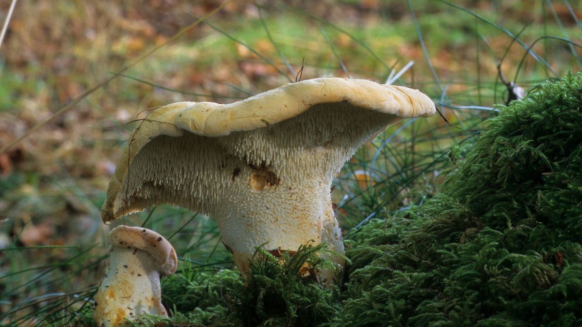 Fungi foraging: 5 safe and edible wild mushrooms to look out for | Euronews