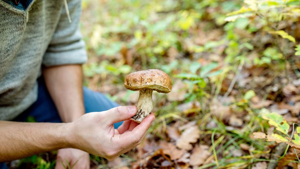 Fungi foraging: 5 safe and edible wild mushrooms to look out for | Euronews