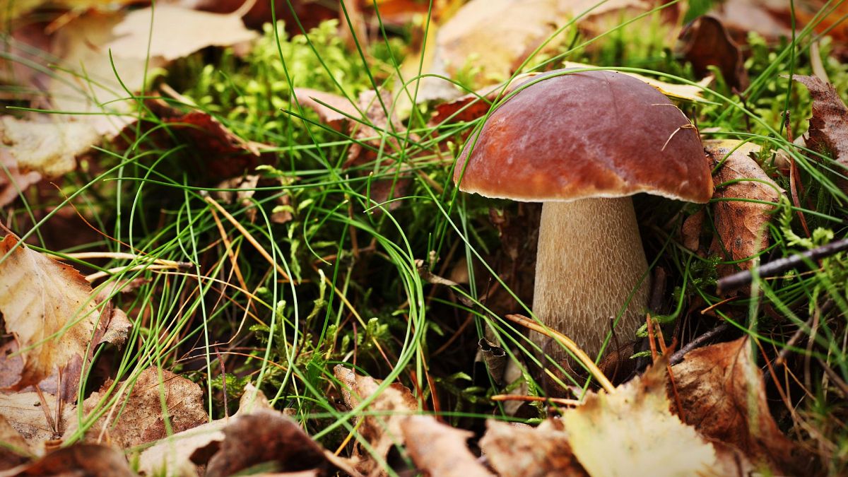 Fungi foraging: 5 safe and edible wild mushrooms to look out for | Euronews