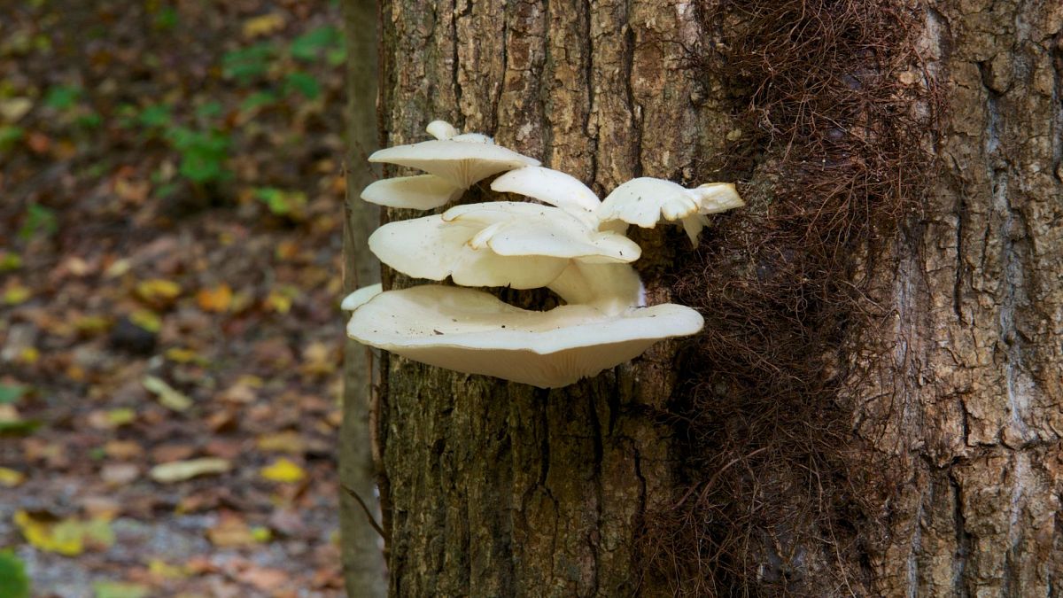 Fungi foraging: 5 safe and edible wild mushrooms to look out for | Euronews
