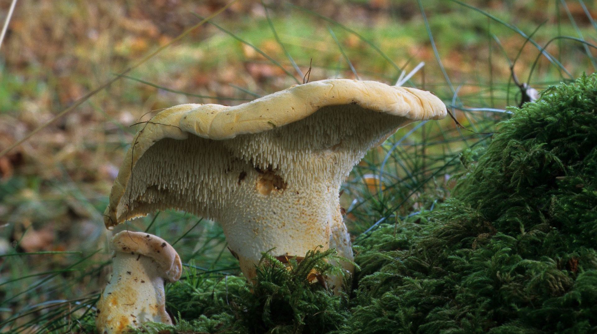 Fungi foraging: 5 safe and edible wild mushrooms to look out for | Euronews