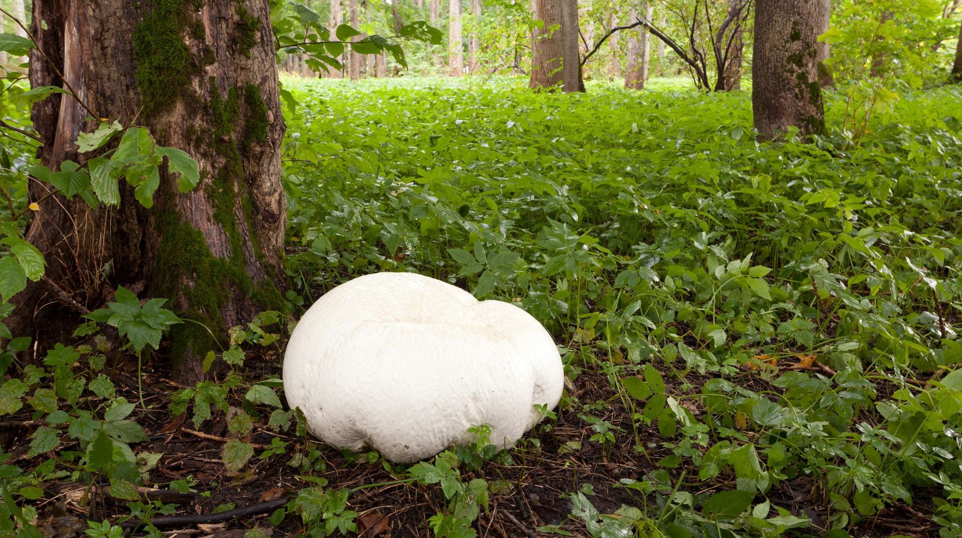 Fungi foraging: 5 safe and edible wild mushrooms to look out for | Euronews