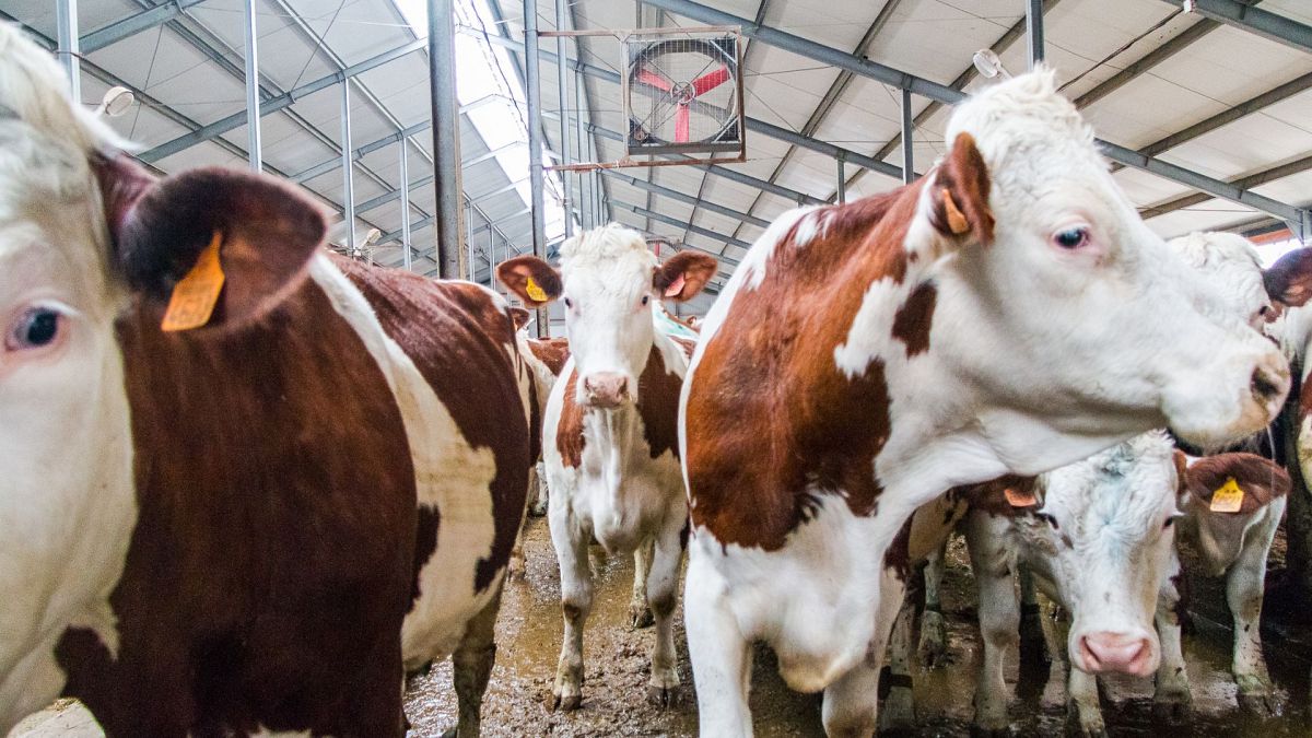 Meat free Fridays: Catholic tradition could slash global carbon ...