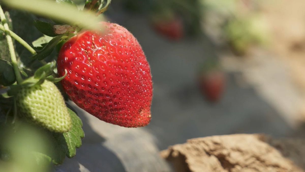 A diamond in the rough: Angola’s vast and growing potential as a fruit ...