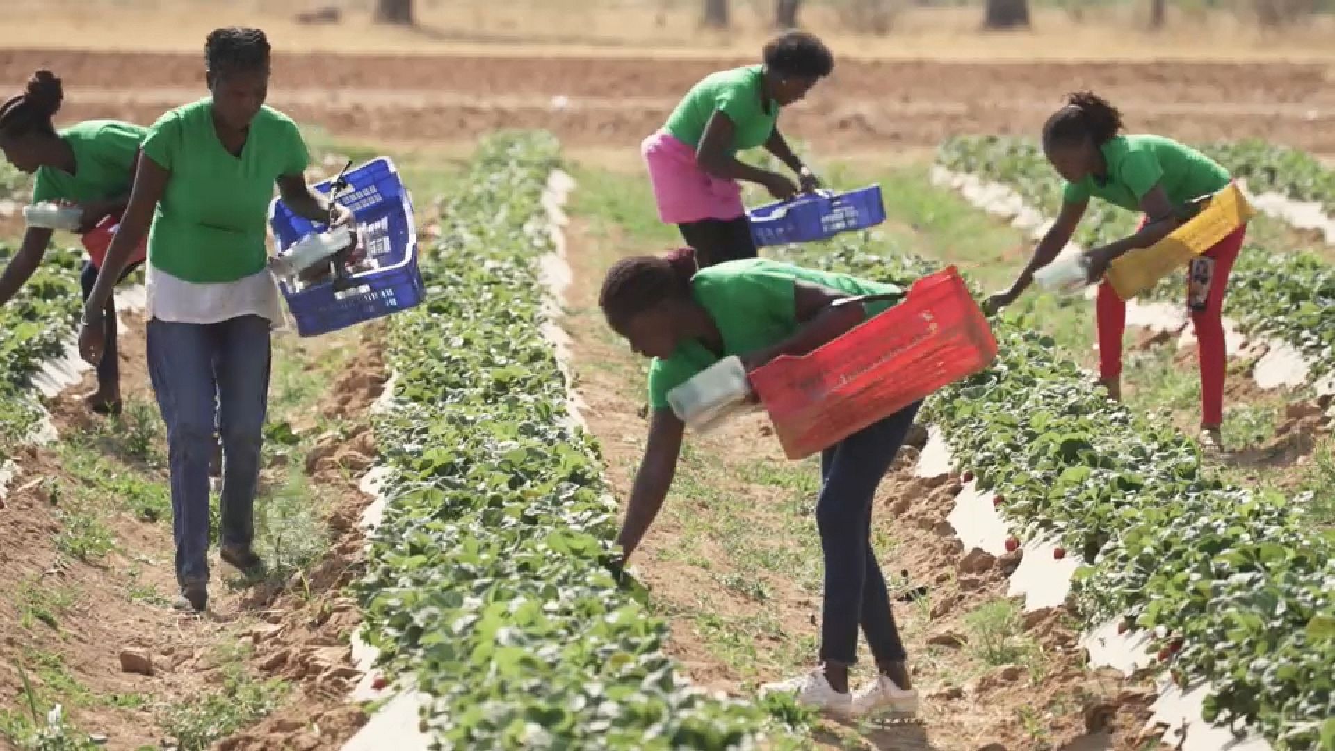 A diamond in the rough: Angola’s vast and growing potential as a fruit ...