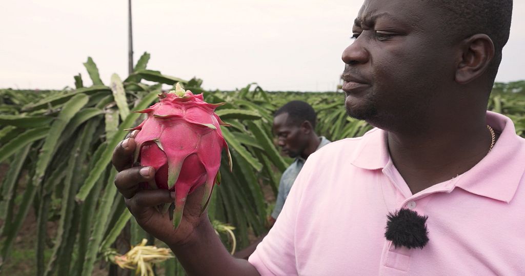 A diamond in the rough: Angola’s vast and growing potential as a fruit ...