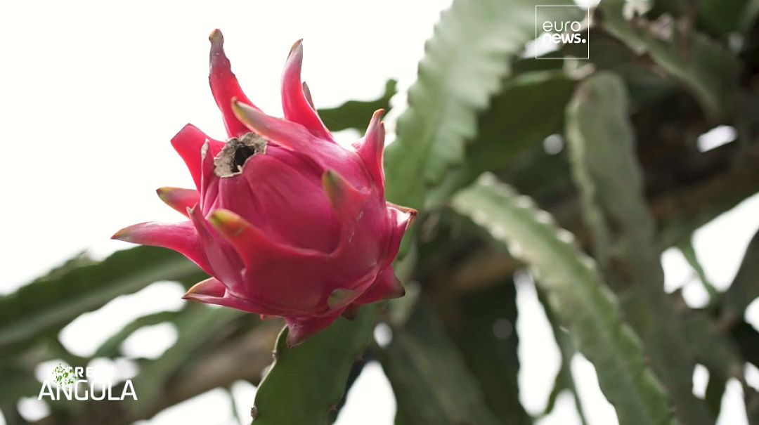 O crescimento da agricultura em Angola | Euronews