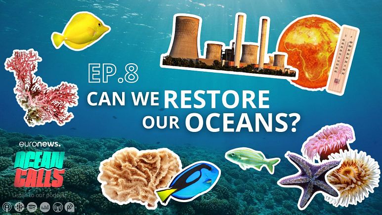 Ocean Calls podcast: Can we turn back time and restore our oceans ...