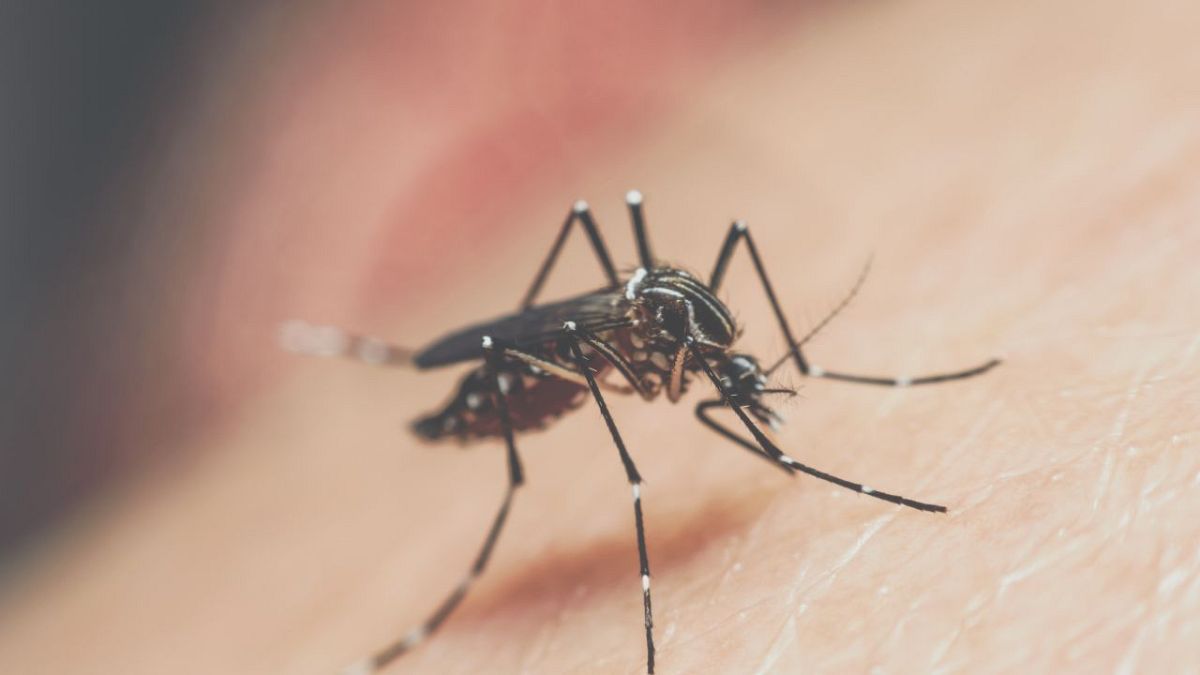 Good News: the mosquitoes wiping out dengue and the Indian village ...