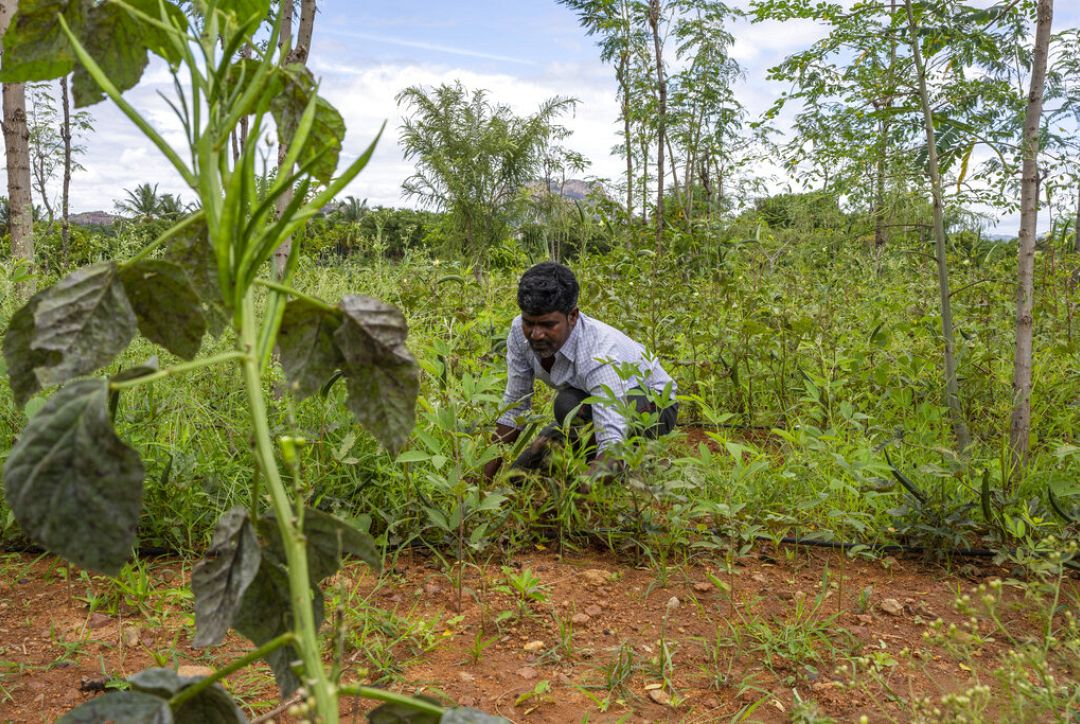 Farmers in India are fighting climate change and desertification using ...