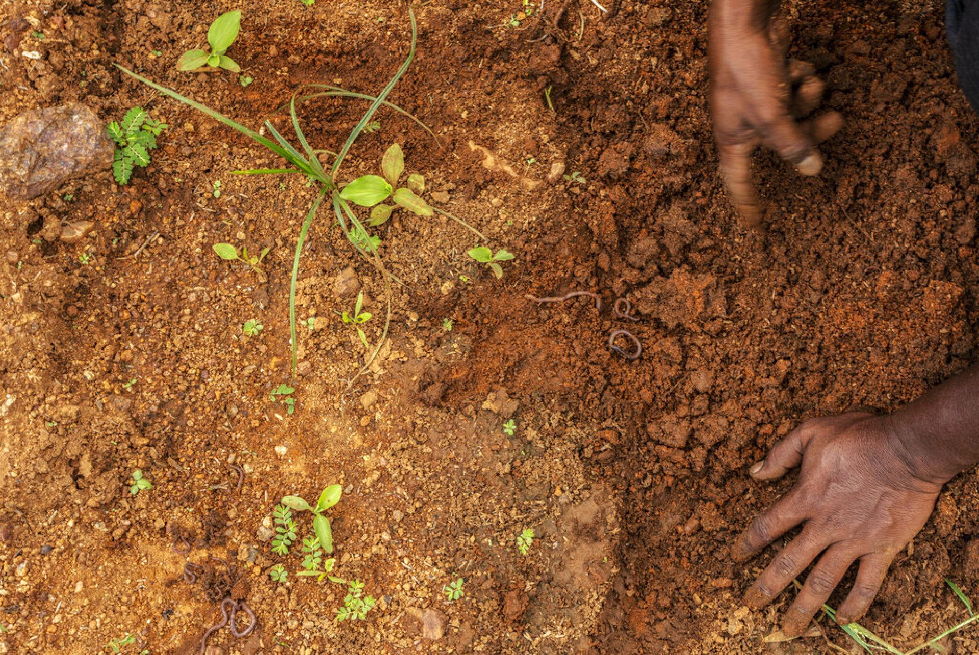 Farmers in India are fighting climate change and desertification using ...