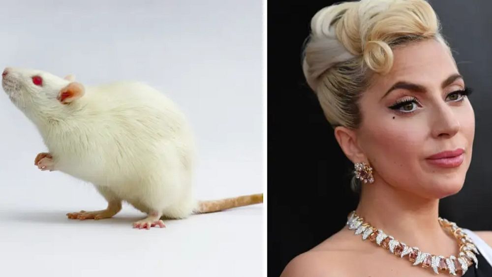 Call it a Rat Romance: New study reveals that rats keep rhythm to Lady ...
