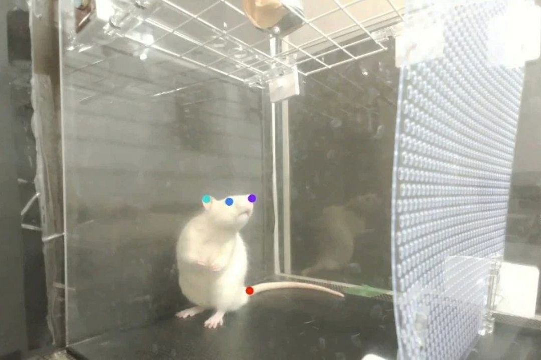 Call it a Rat Romance: New study reveals that rats keep rhythm to Lady ...