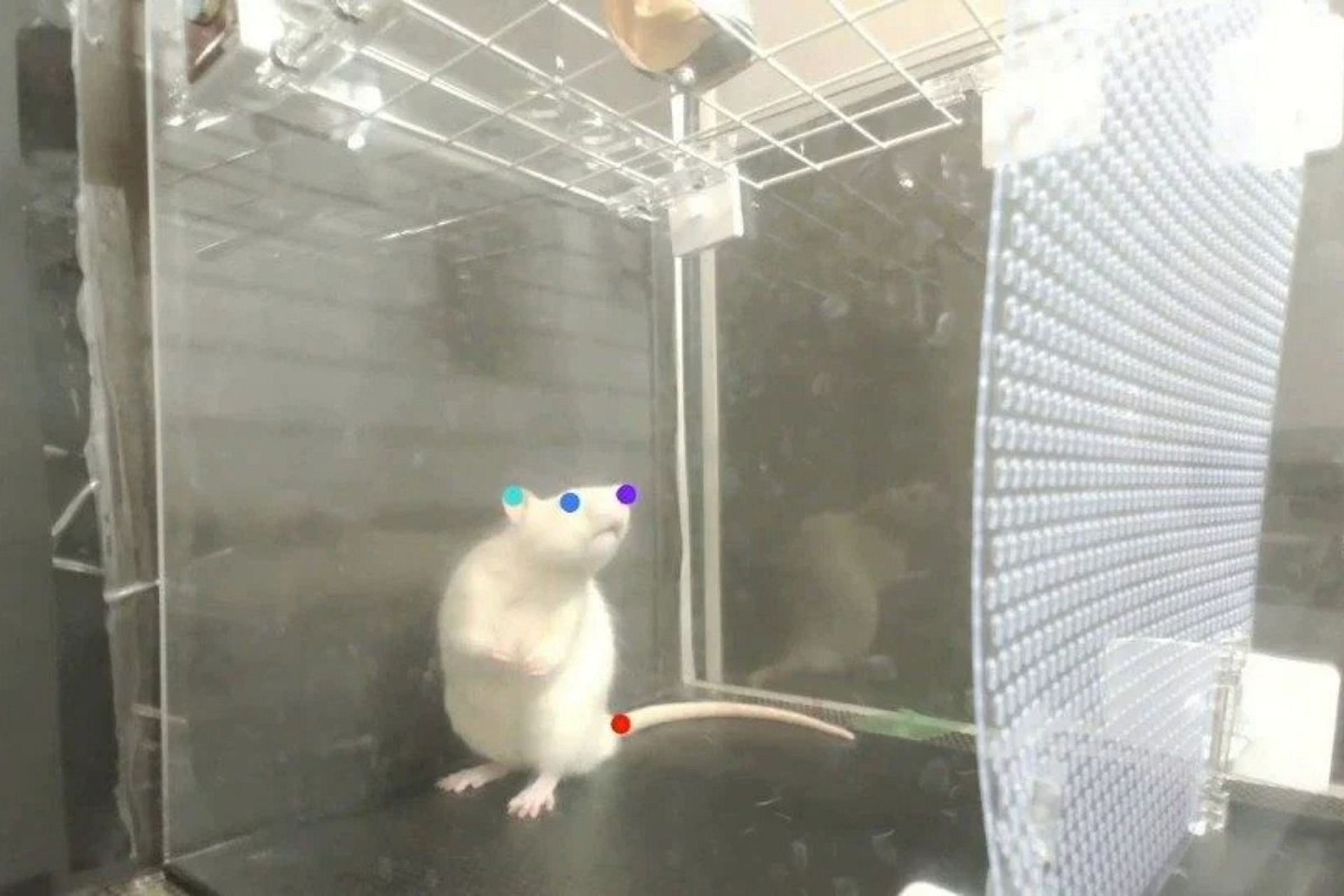 Call it a Rat Romance: New study reveals that rats keep rhythm to Lady ...