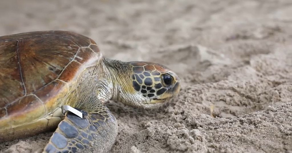 Congo designates swathes of its Atlantic waters protected areas ...