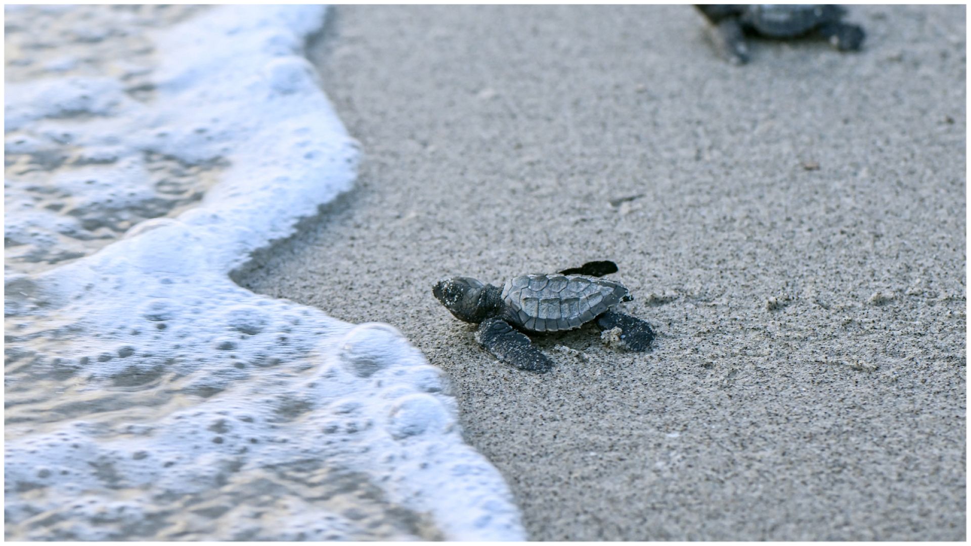 Video. Baby sea turtles released into Panama's Pacific Ocean | Euronews