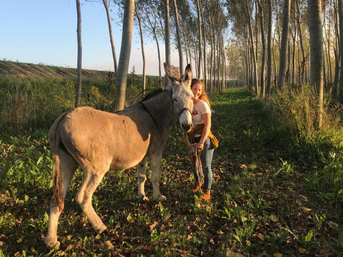 Scientists develop IVF treatment that could save endangered donkey ...