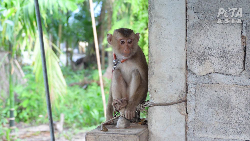 Thai coconut industry fuelled by monkey labour, according to PETA ...