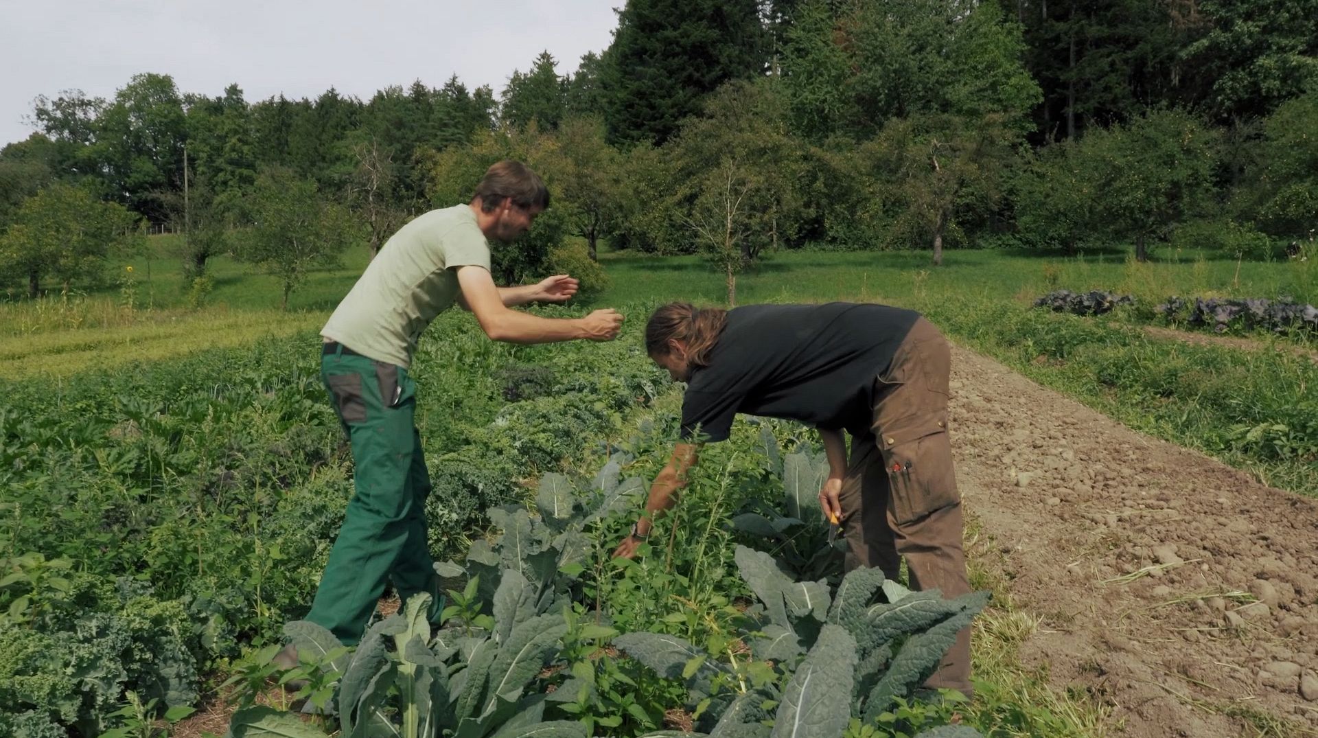 Inside the land lab: The young Swiss farmers making better soil for ...