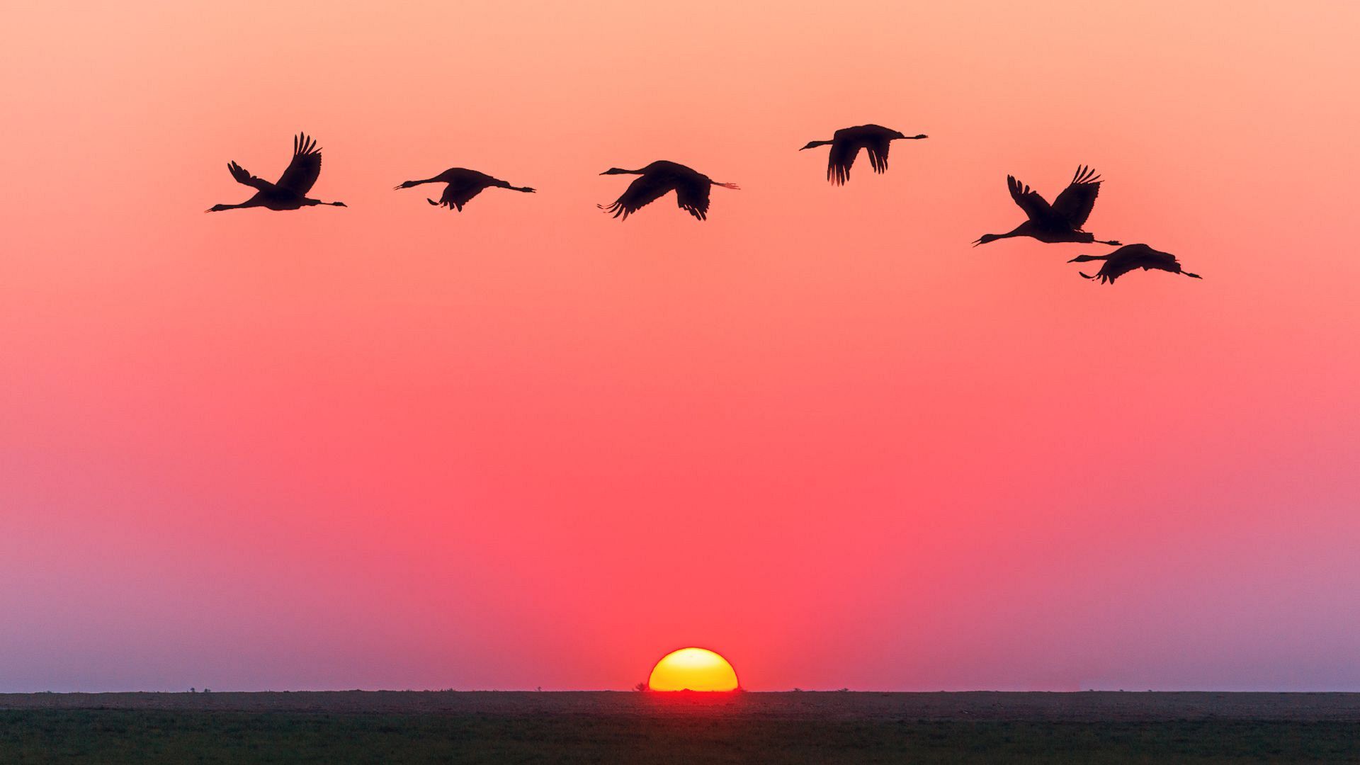 ‘Like finding a unicorn’: Rare bird lost to science for 140 years ...