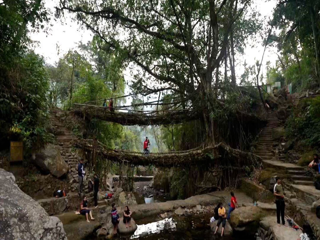 'Like being inside Jurassic Park': India's living bridges are testament ...