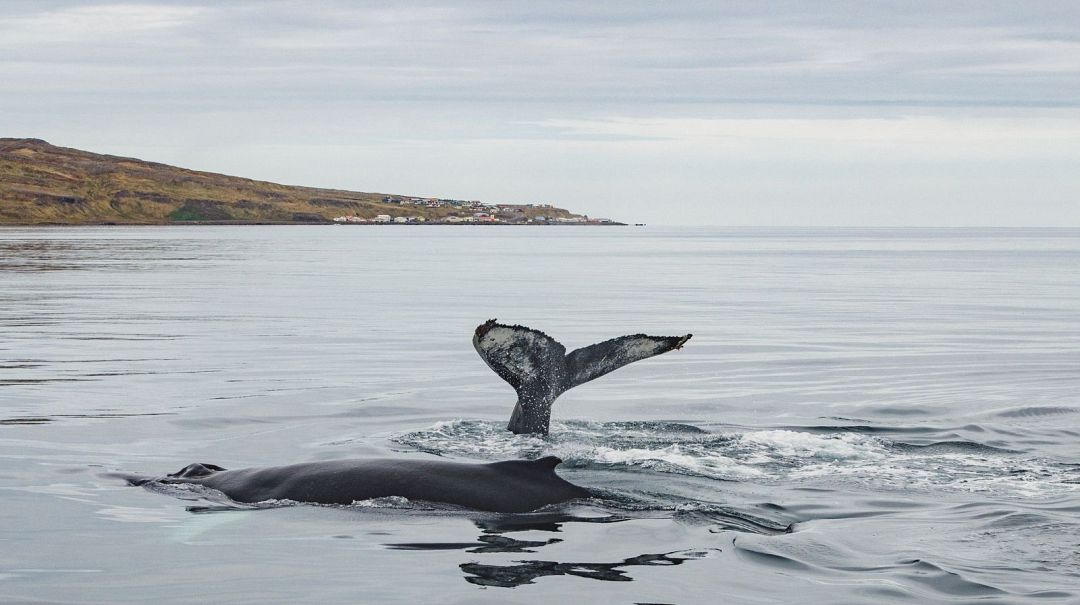 What can scars and snot tell us about the inner lives of humpback ...