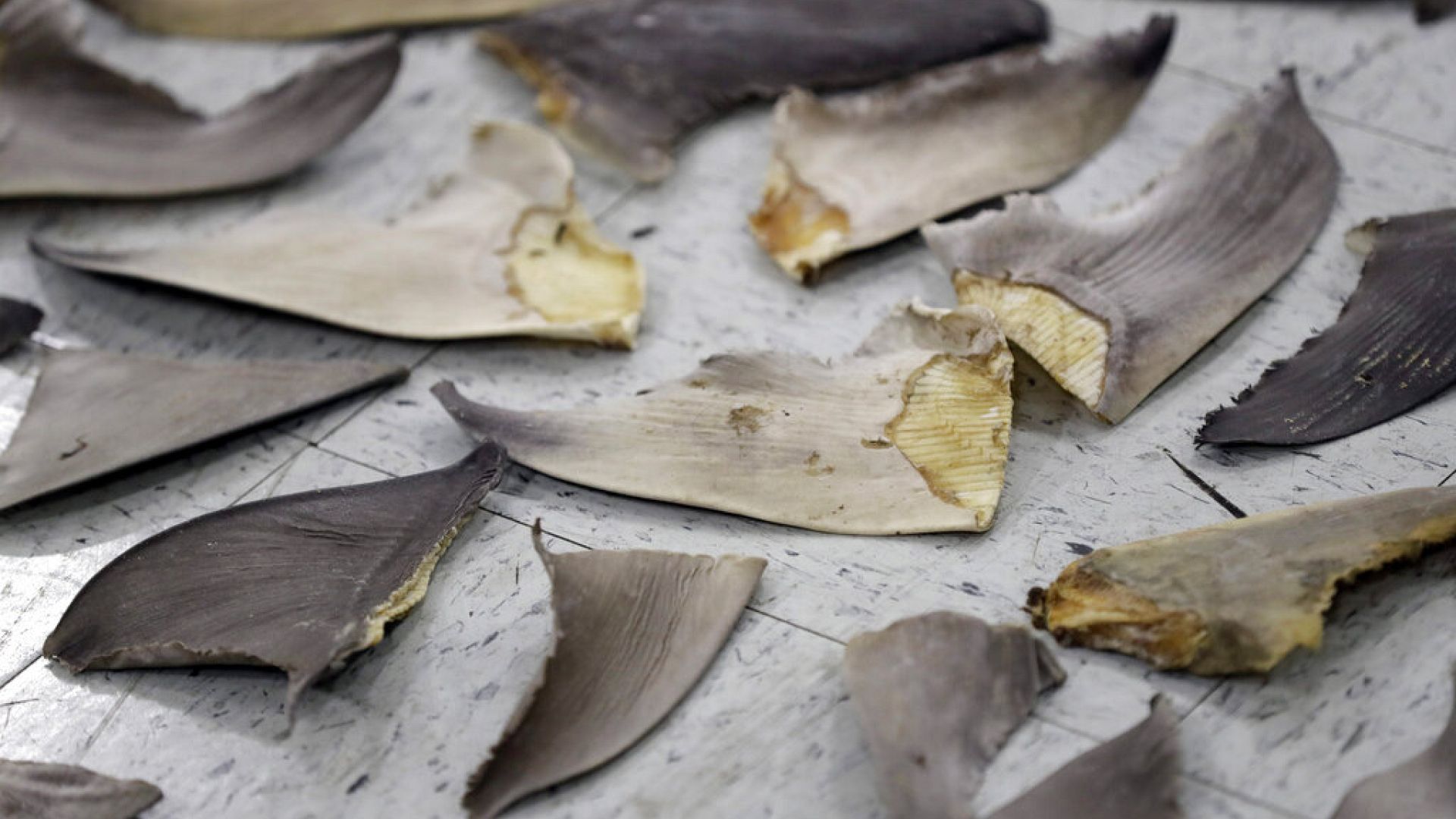 International authorities take 'historic' step to curb shark fin ...