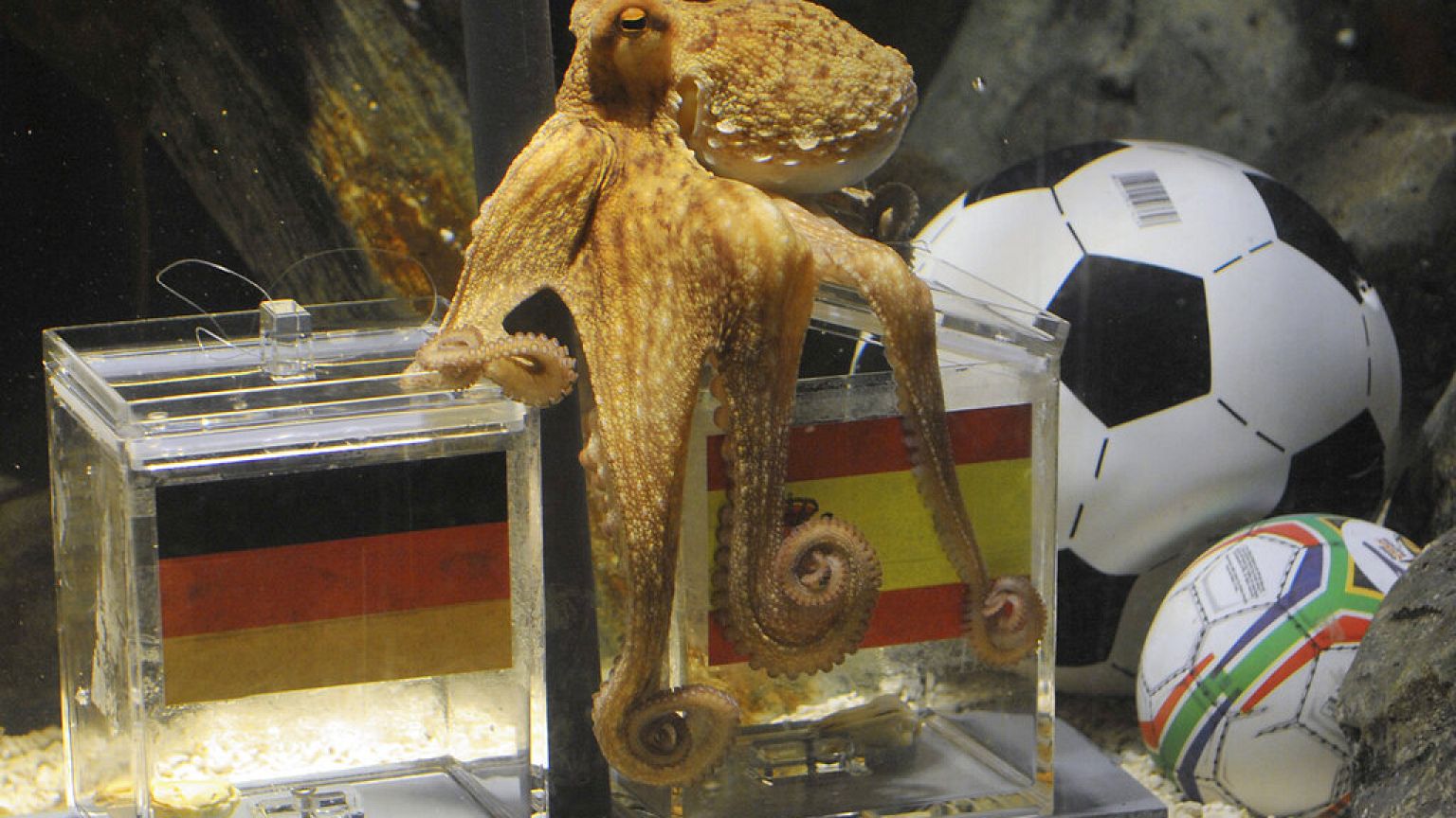 Orakeltiere bei der WM: Wer kann's besser als Paul die Krake? | Euronews