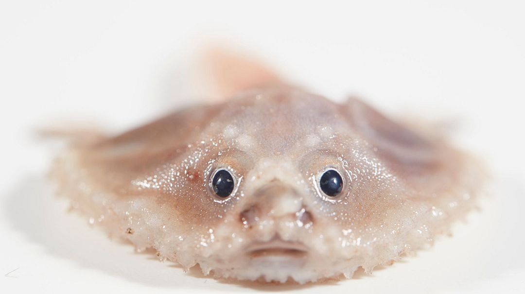 These bizarre creatures live deep in the Indian ocean. They've been ...