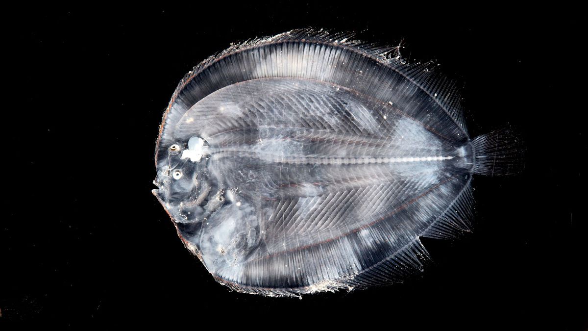 These bizarre creatures live deep in the Indian ocean. They've been ...