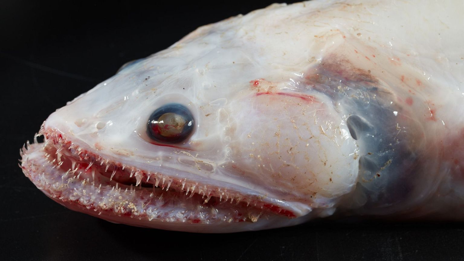 These bizarre creatures live deep in the Indian ocean. They've been ...