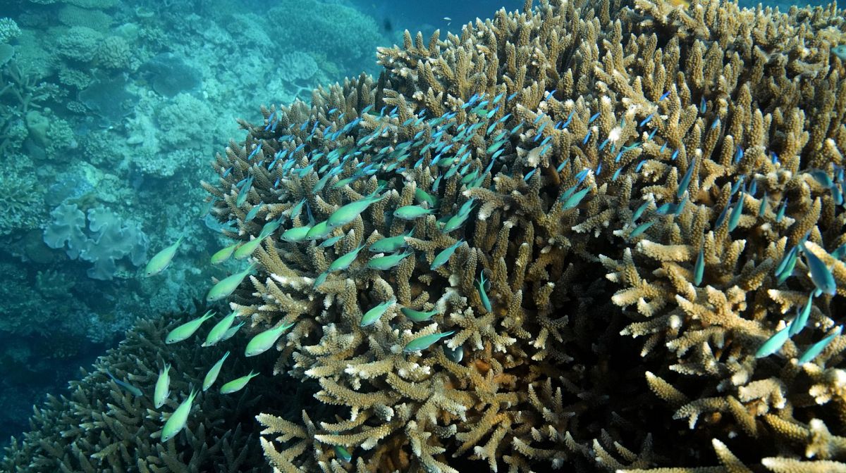 Marine biologists urge people not to give up hope on Great Barrier Reef ...