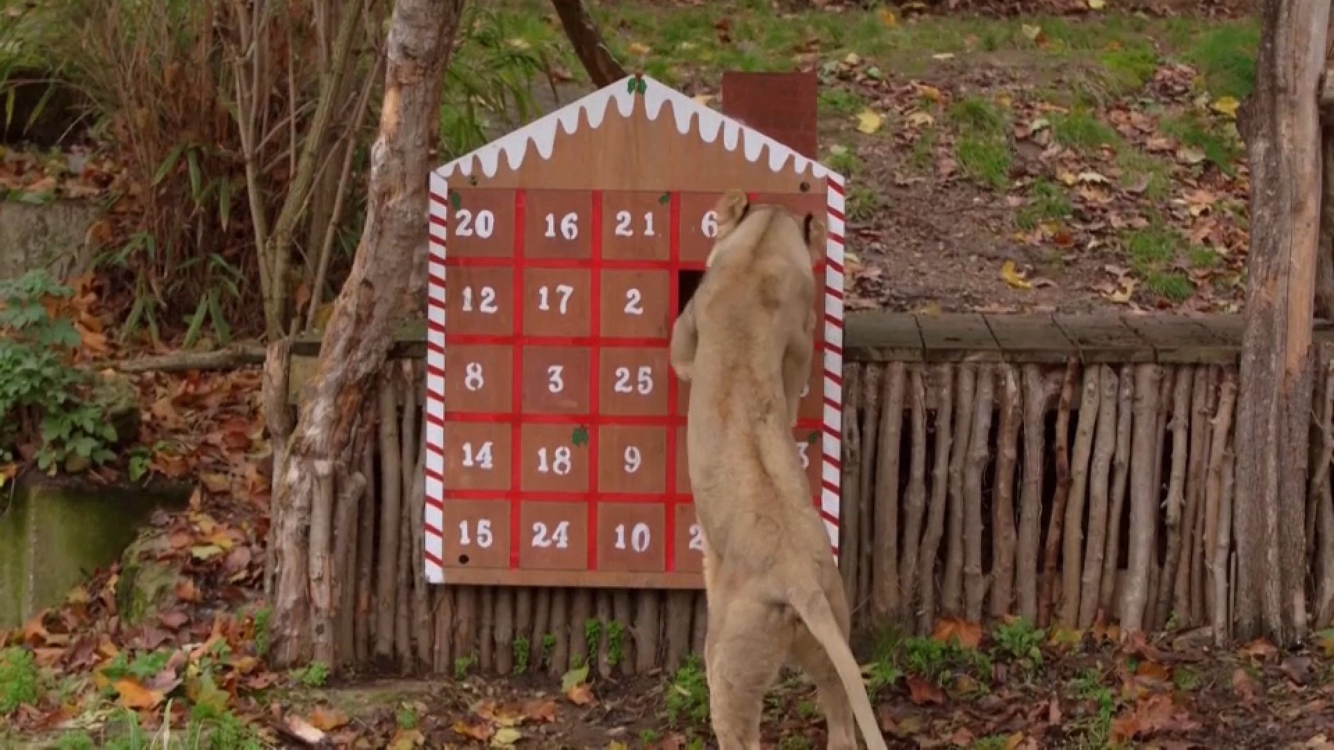 Video. Watch: London zoo animals get into the Christmas spirit | Euronews