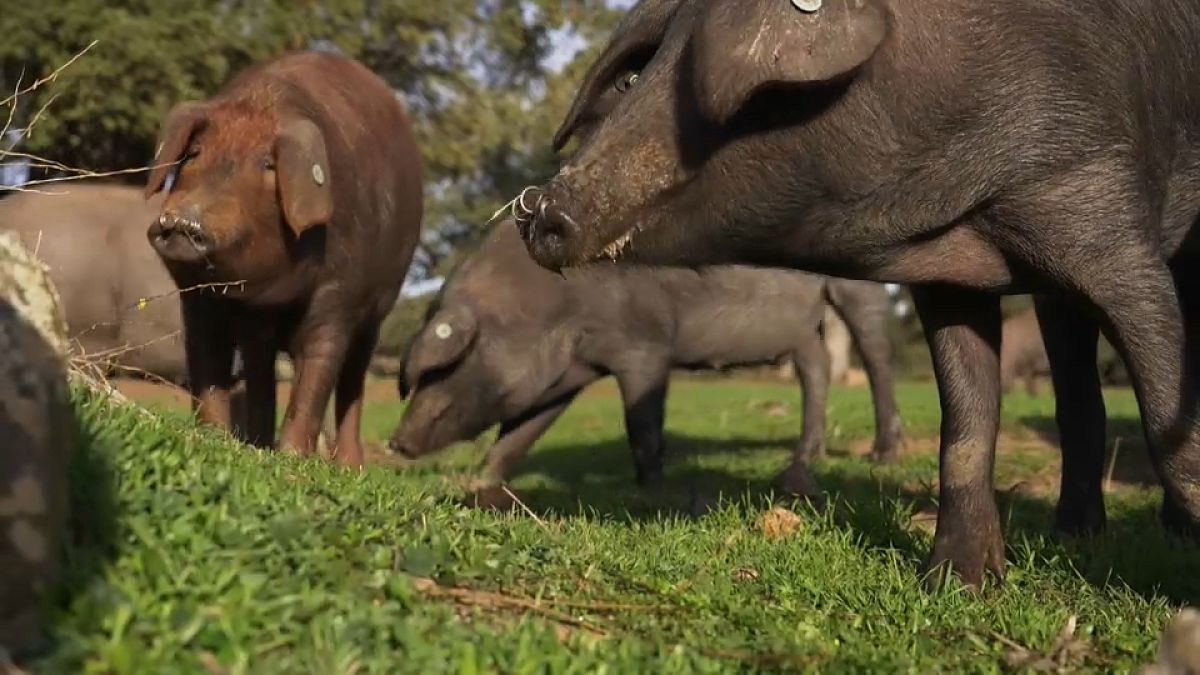 Discover the secrets behind Spain's Iberian delicacies | Euronews