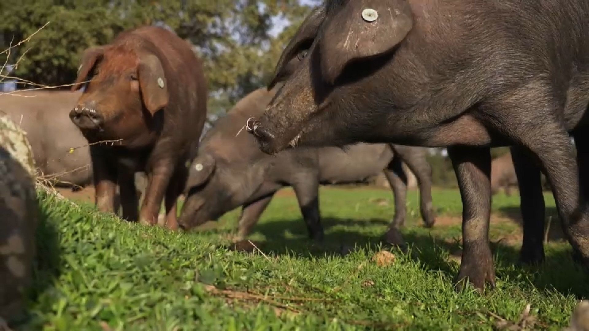 De l'art et du cochon : quels sont les critères de qualité du porc ...