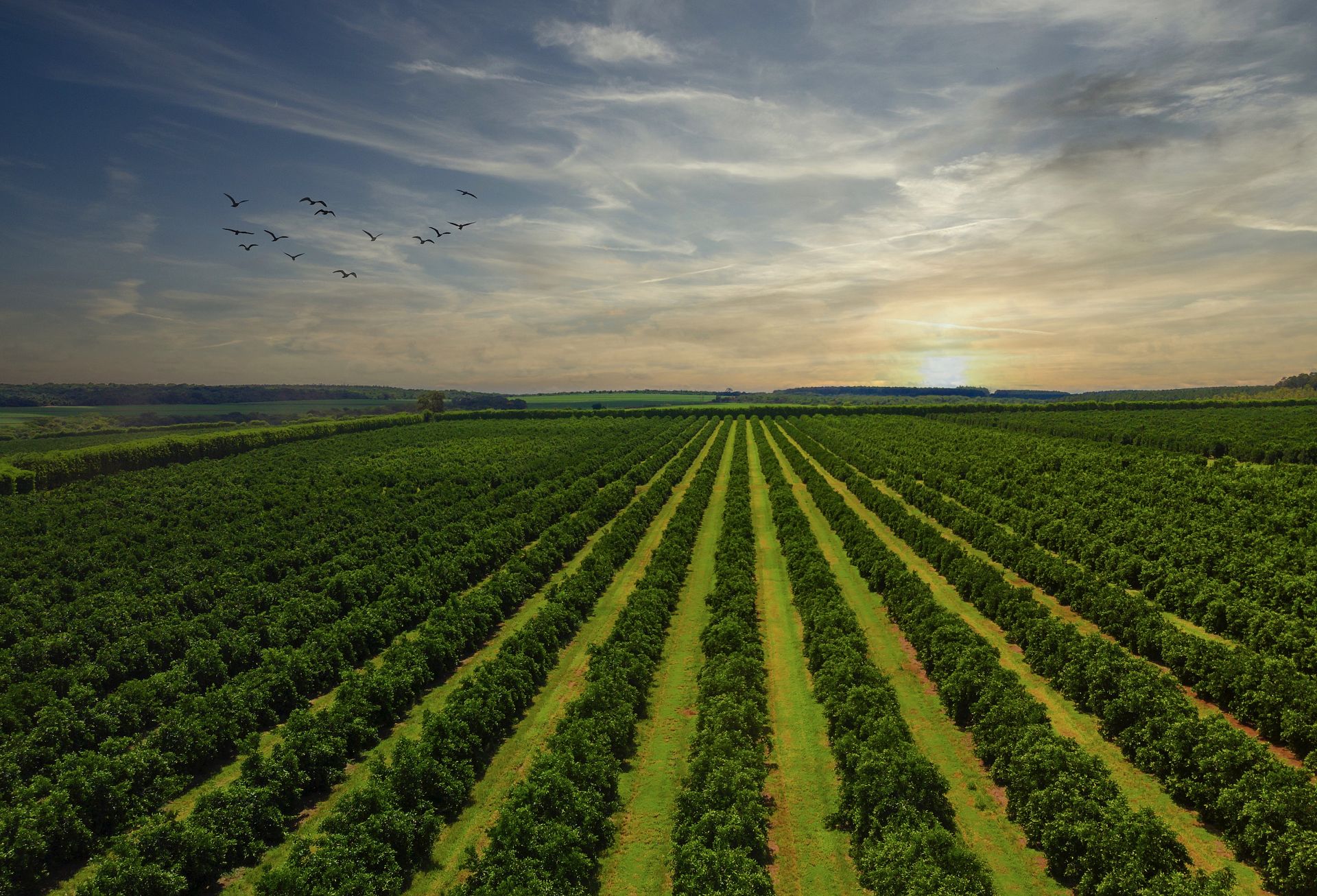 Embrapa provides support for more sustainability in Brazilian ...