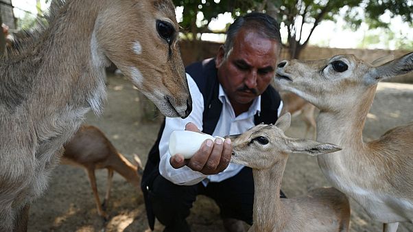 India’s original eco-warriors: Meet the Bishnoi community who won’t cut ...