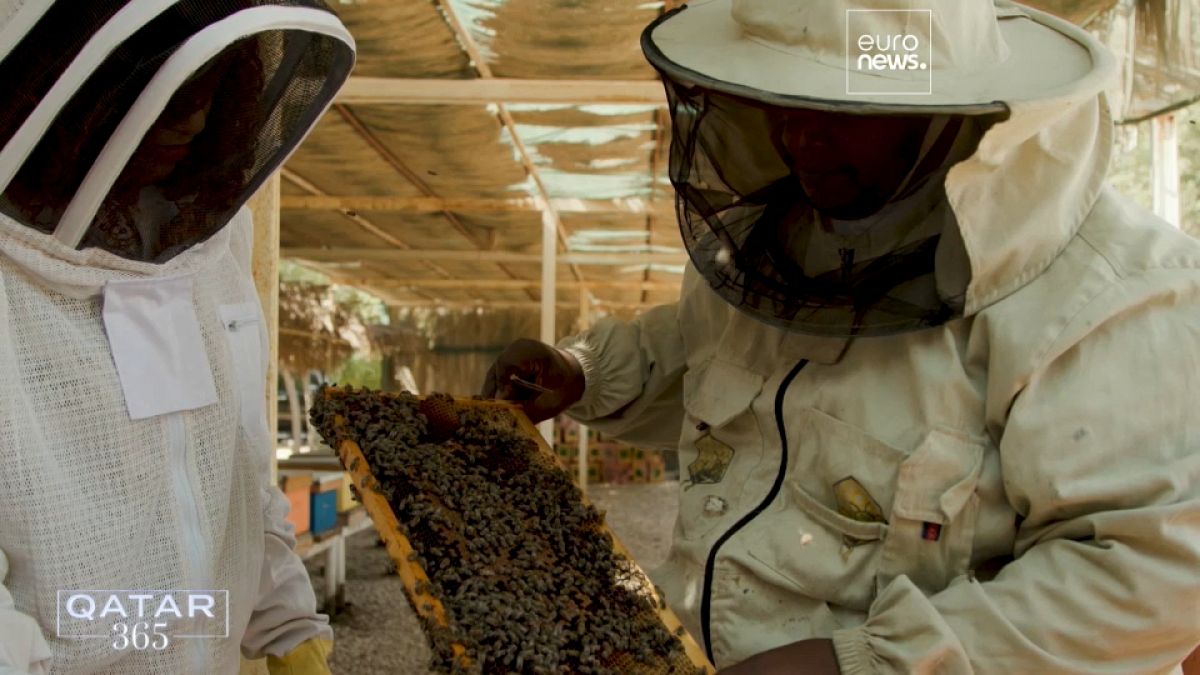 From bees to a woman-led business: These are some of the best Qatar 365 ...