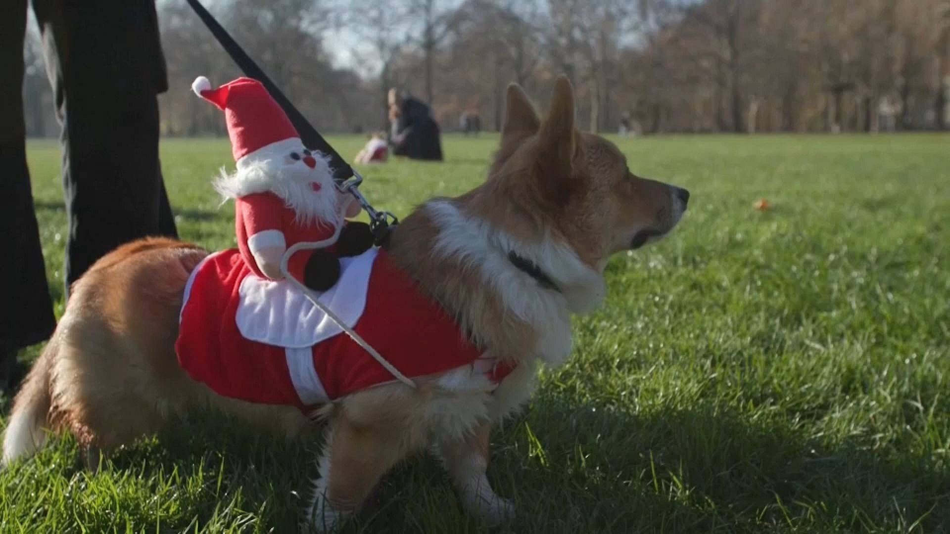 Video. Adorable corgis wearing Christmas sweaters parade through London ...