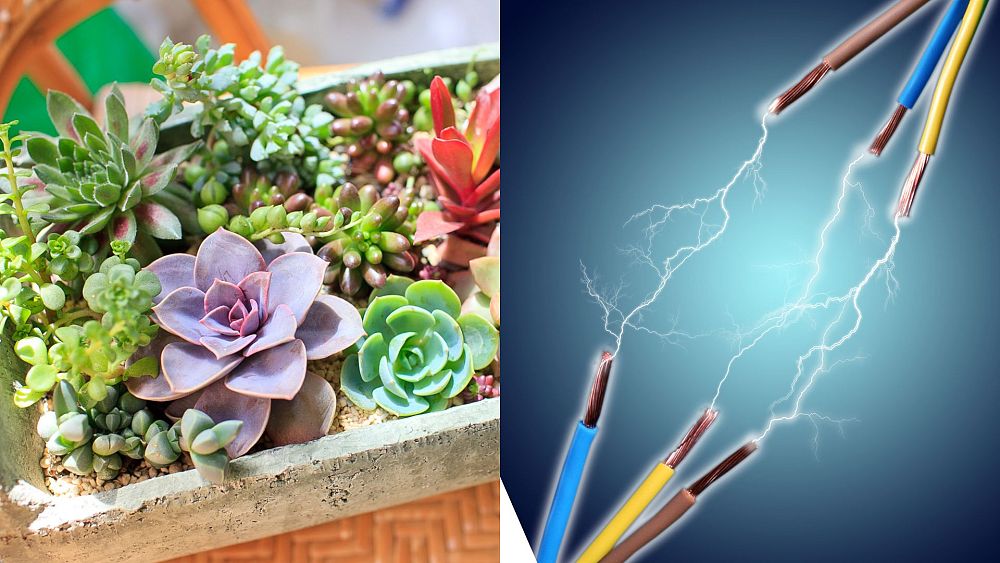 Plant power: Scientists generate electricity from a shrub in renewables ...