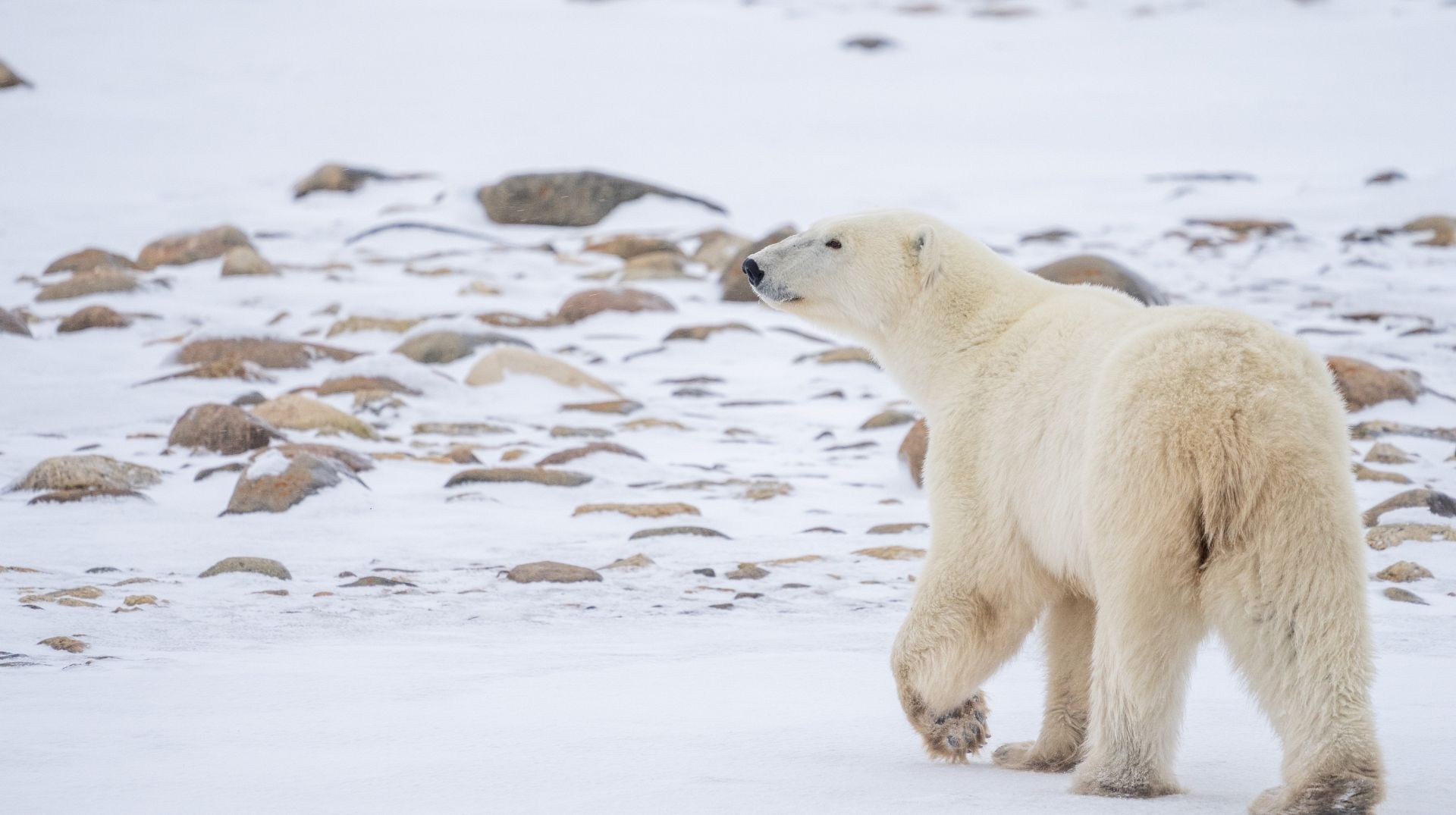 ‘Bear-dar’: This tech uses AI to reduce the risk of dangerous polar ...