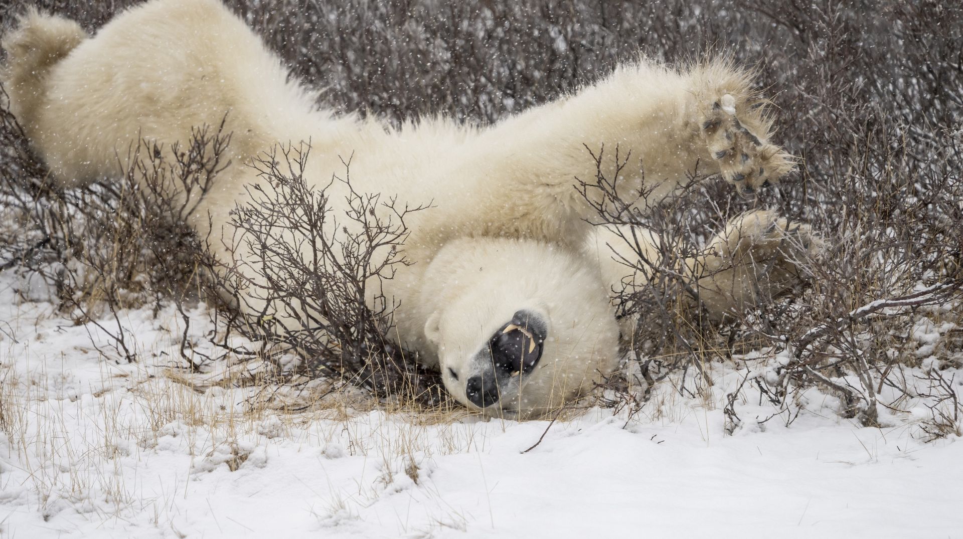 ‘Bear-dar’: This tech uses AI to reduce the risk of dangerous polar ...