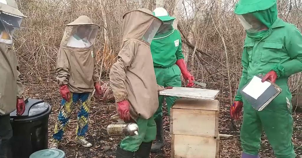 Beekeeping, a key resource for the forests of the Congo Basin | Africanews