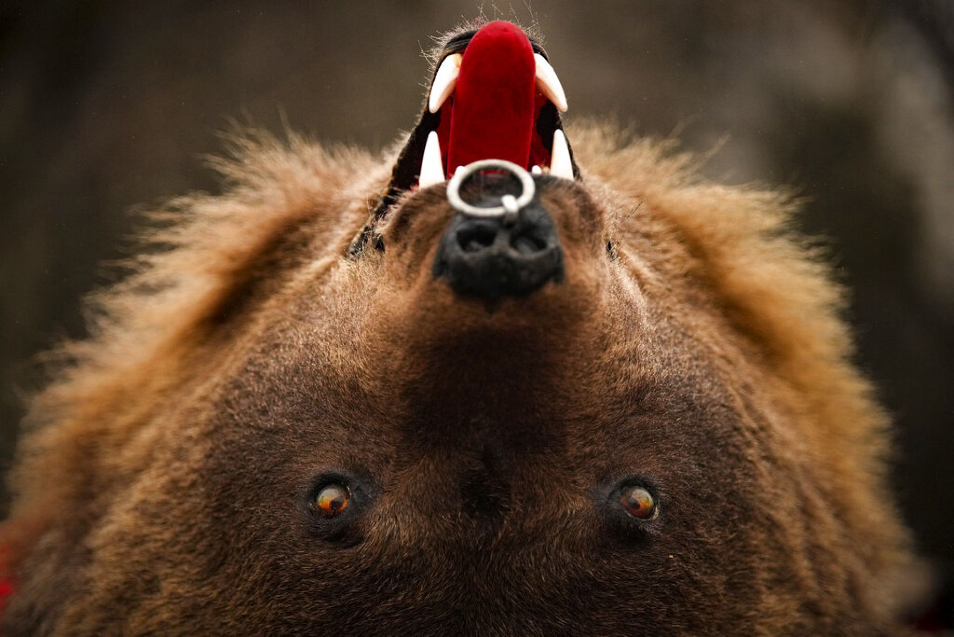 In photos: Romania's 'dancing bear festival' | Euronews