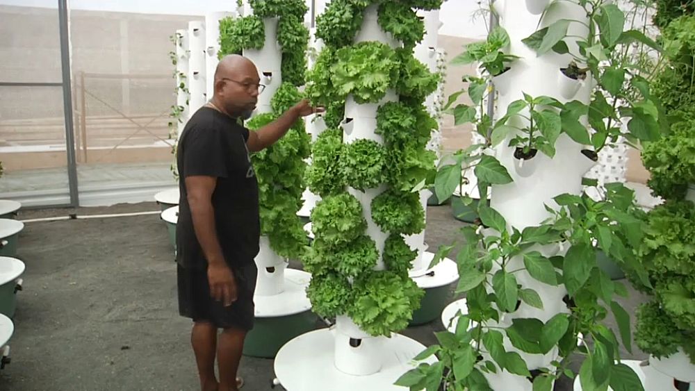 Agricultura aeroponica em Cabo Verde | Euronews
