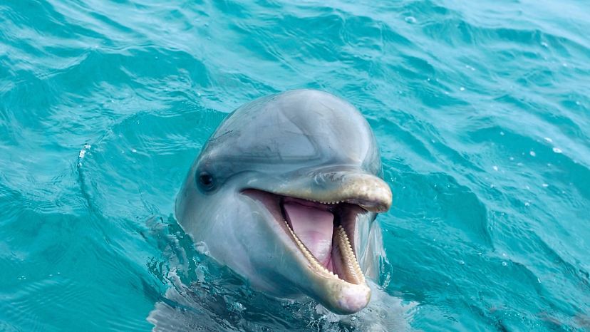 Dolphins have to ‘shout’ to hear each other over noise pollution ...