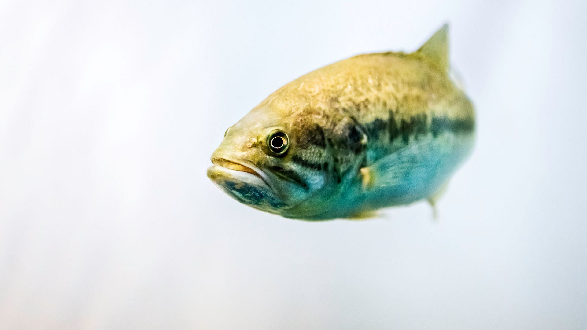 Bass, catfish and perch: Freshwater fish contain 'staggering' levels of ...