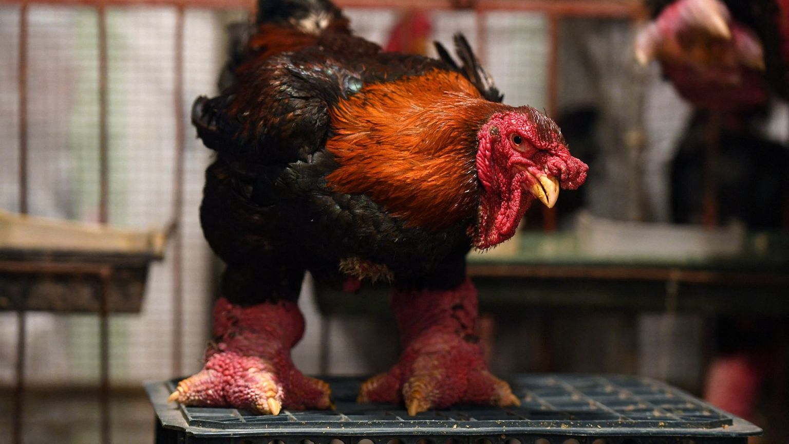 Would you eat the giant legs of this luxury Vietnamese dragon chicken ...