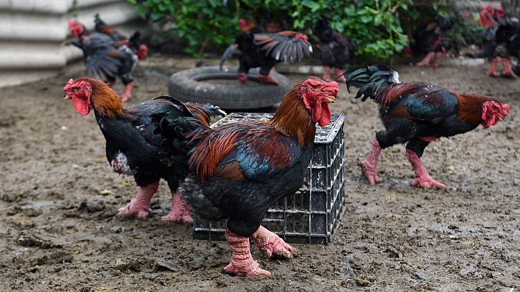 Would you eat the giant legs of this luxury Vietnamese dragon chicken ...