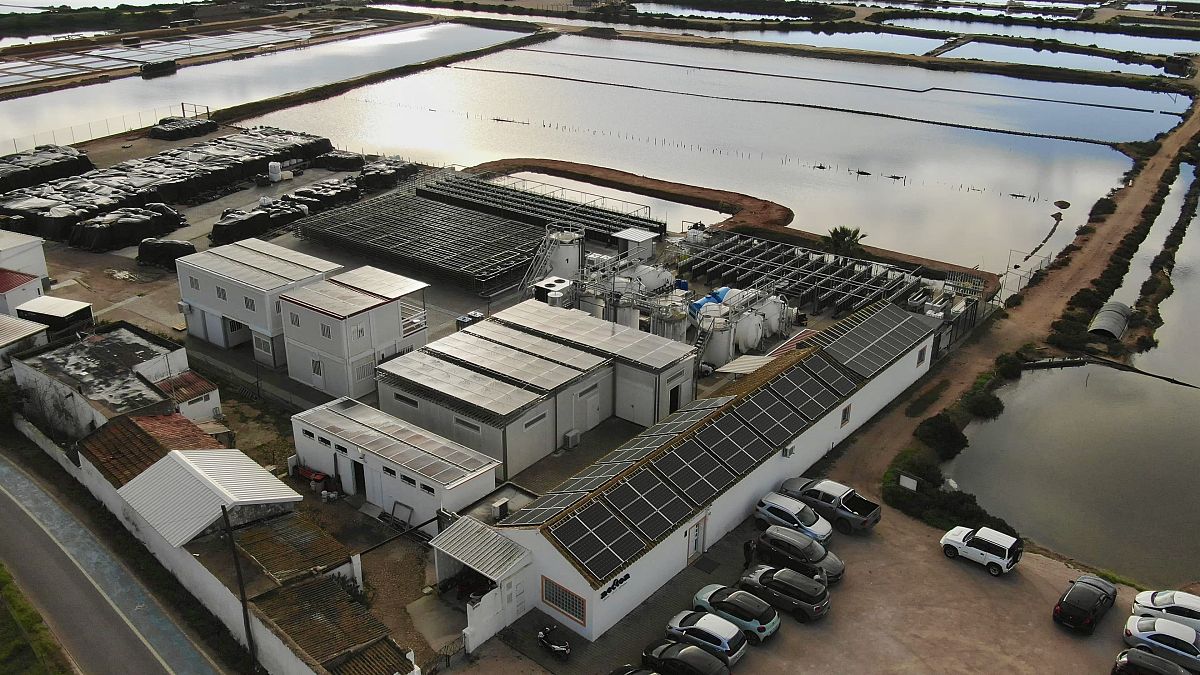 Et si les microalgues étaient nos alliées pour protéger la planète ...